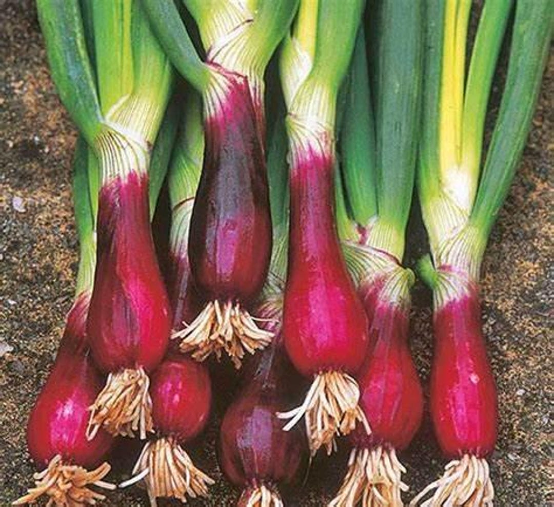 Red Beard Bunching Onion Seeds (allium Fistulosum) Great Scallions With ...