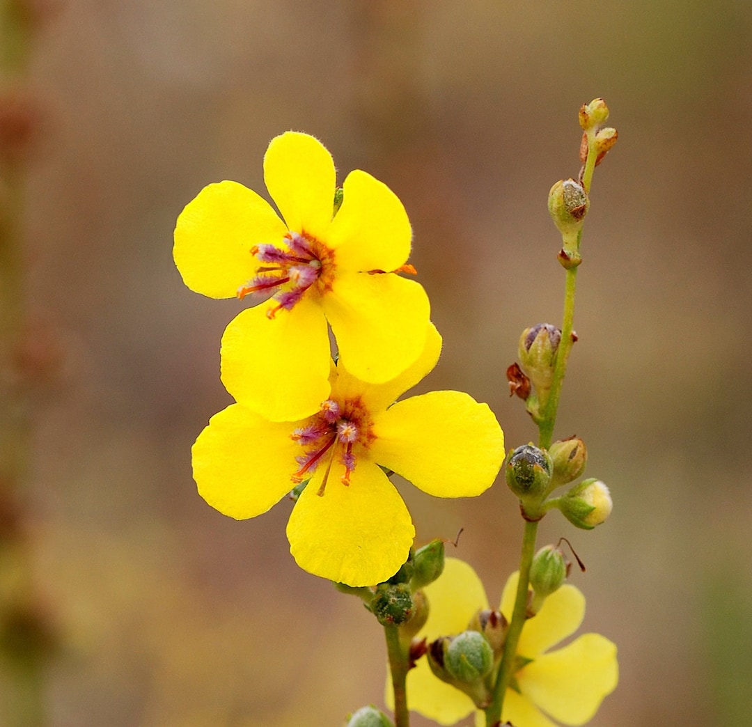 Mullein Seeds (verbascum Thapsus) Great Mullein, Common Mullein, Tall ...