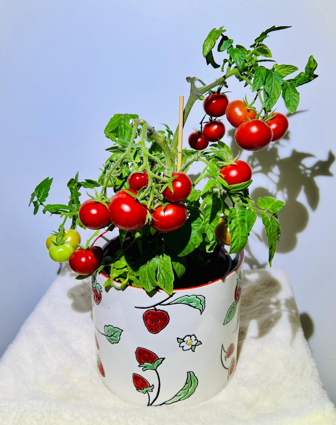 Pinocchio Red Micro Dwarf Tomato Seeds, 20–25cm/8–10" Tall (solanum Lyc ...