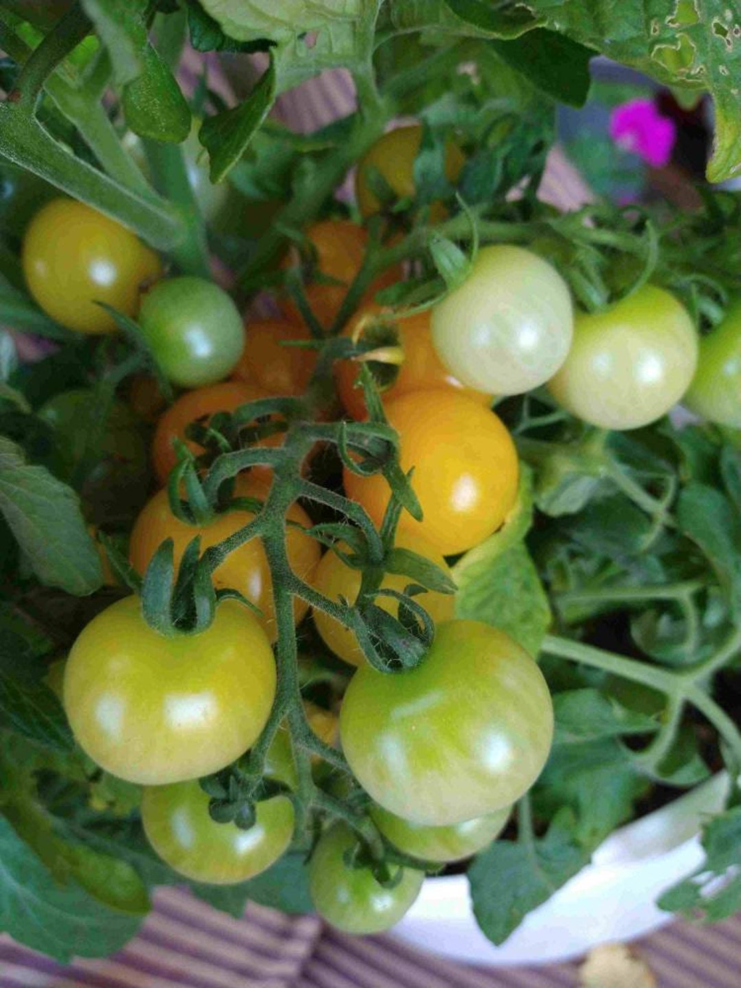 Aztek Yellow Micro Dwarf Tomato Seeds, 15-25cm/6-10" Tall (solanum Lyc ...