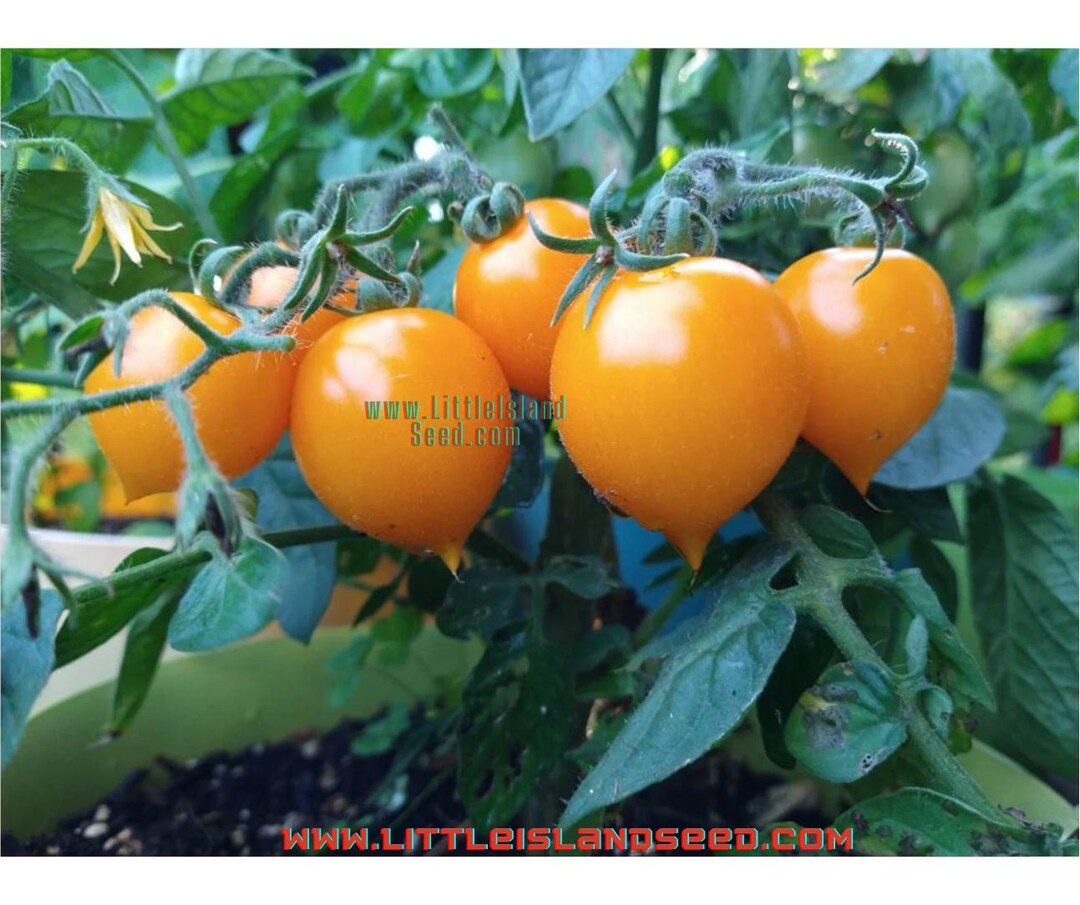 Lil Peeps Yellow Micro Dwarf Tomato, 30cm/12" Tall (solanum ...