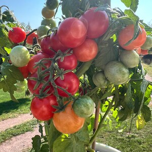 Vilma Micro Dwarf Tomato Seeds, 30cm/12" Tall (solanum Lycopersicum ...