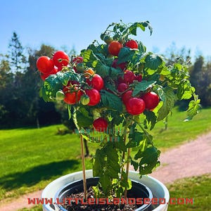 Vilma Micro Dwarf Tomato Seeds, 30cm/12" Tall (solanum Lycopersicum ...