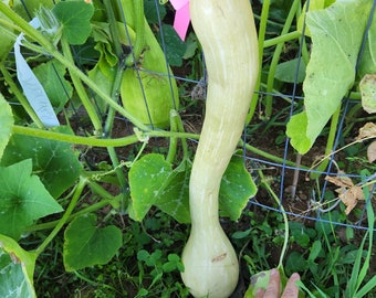 Otto File Orange Polenta Italian Heirloom Flint Corn Eight Row - Etsy