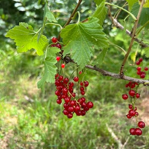 Red Currant Seeds (ribes Rubrum), Red Lake Currant Seeds, Currant Shrub ...