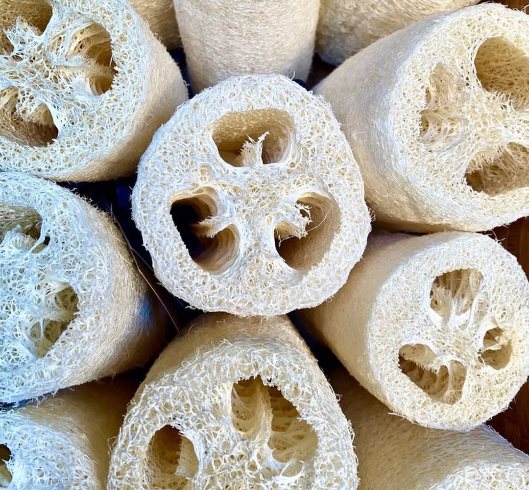 Luffa Vine, Sponge Gourd, Loofah Plant (luffa Cylindrica) Grow Your Own ...