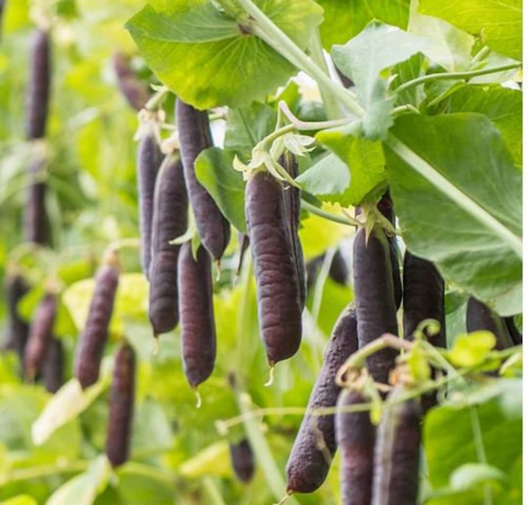 Blauwschokker Pea Seeds pisum Sativum Capucijners, Purple Podded Pole ...