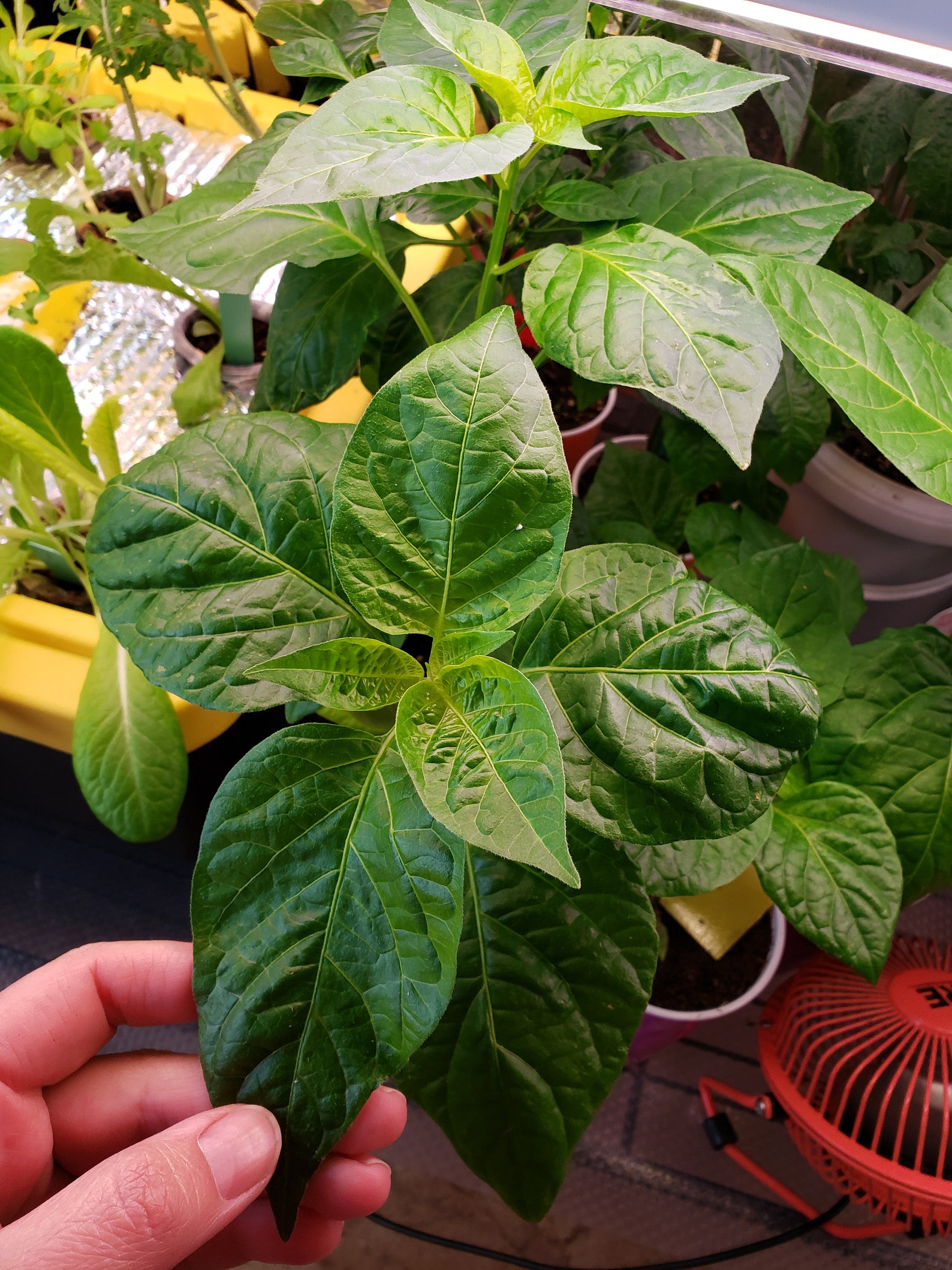Golden California Wonder Bell Pepper Seeds (capsicum Annuum) - Etsy Canada