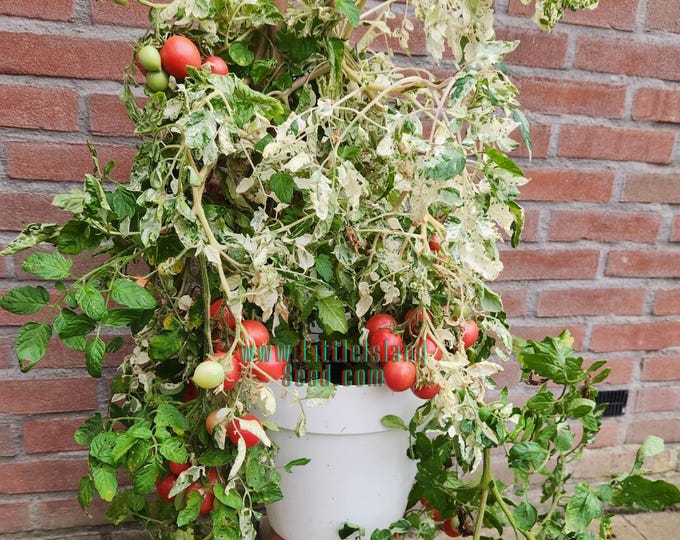 Painted Lady Tomato Seeds - Variegated Tomato Seeds - Heirloom - Heart ...