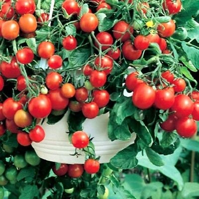 Maskotka Trailing Dwarf Tomato Seeds solanum Lycopersicum - Etsy Canada