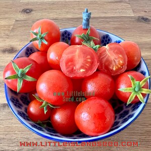 Vilma Micro Dwarf Tomato Seeds, 30cm/12" Tall (solanum Lycopersicum ...