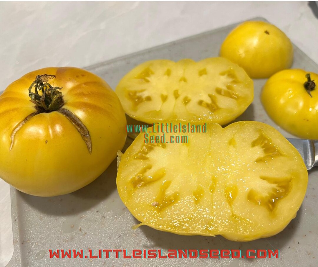 Walters Fancy Dwarf Tomato Seeds, 90cm/35" Tall (solanum Lyc ...