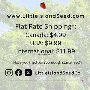 Vilma Micro Dwarf Tomato Seeds, 30cm/12 Tall solanum Lycopersicum ...
