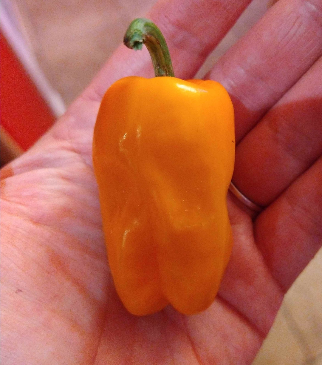 Gold Monkey Face Pepper Seeds capsicum Annuum 5/10/20 Seeds. Flat Rate ...