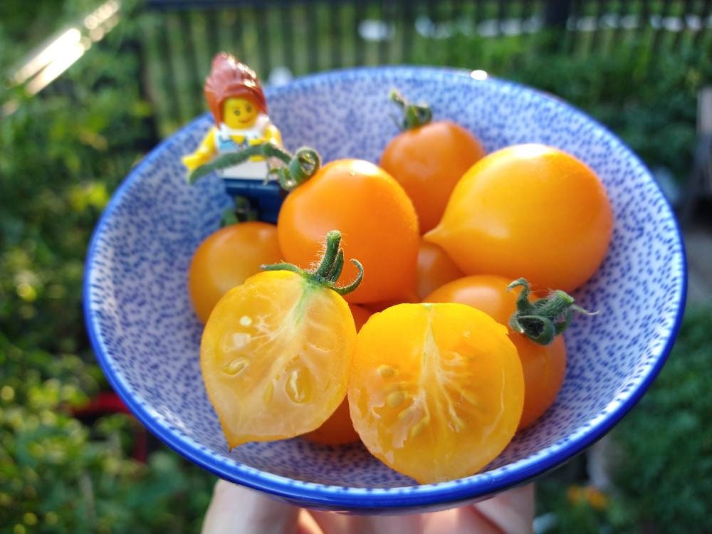Little Yellow Tomatoes
