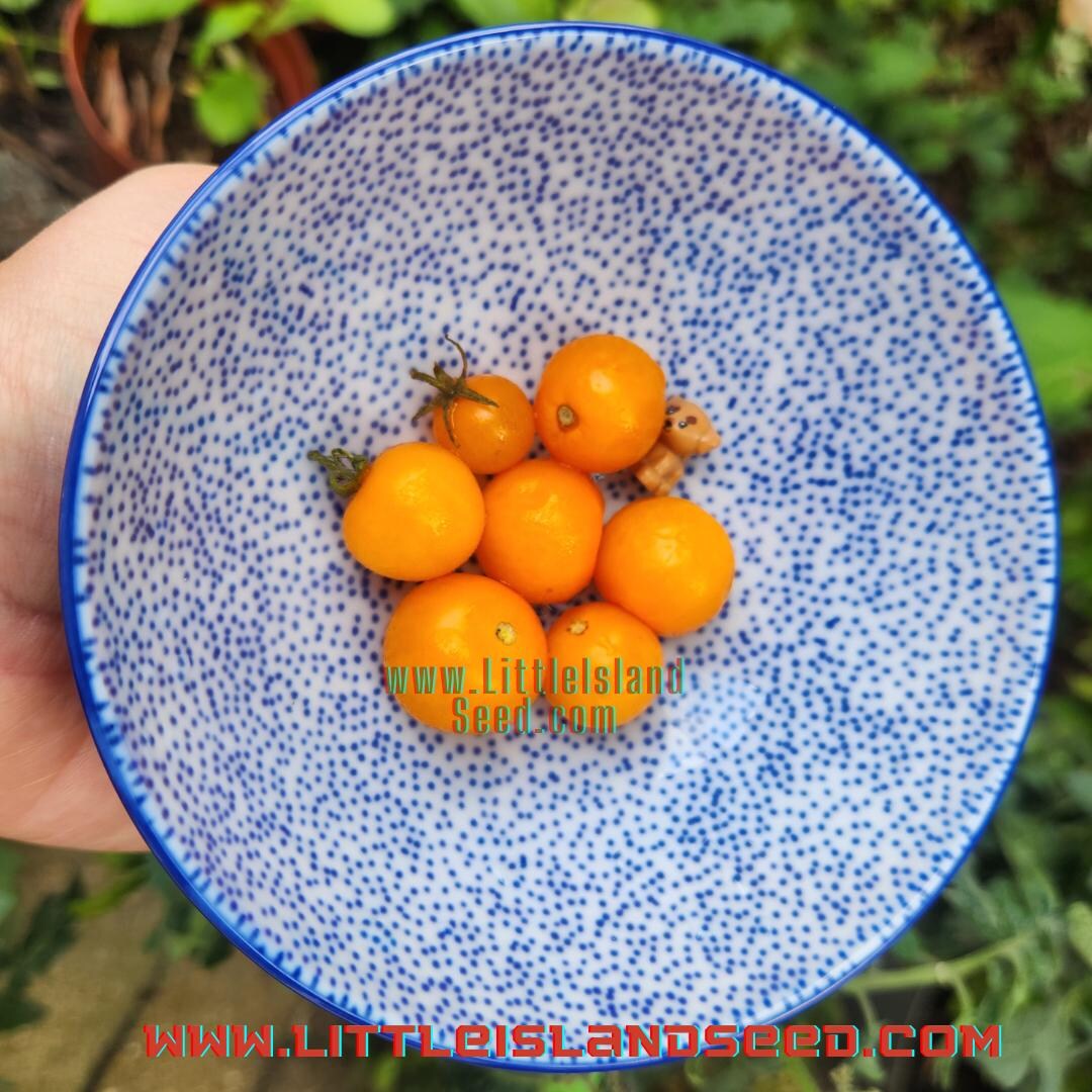 Floragold Basket Mini Dwarf Tomato Seeds, 25cm/10"tall (solanum Lyc ...