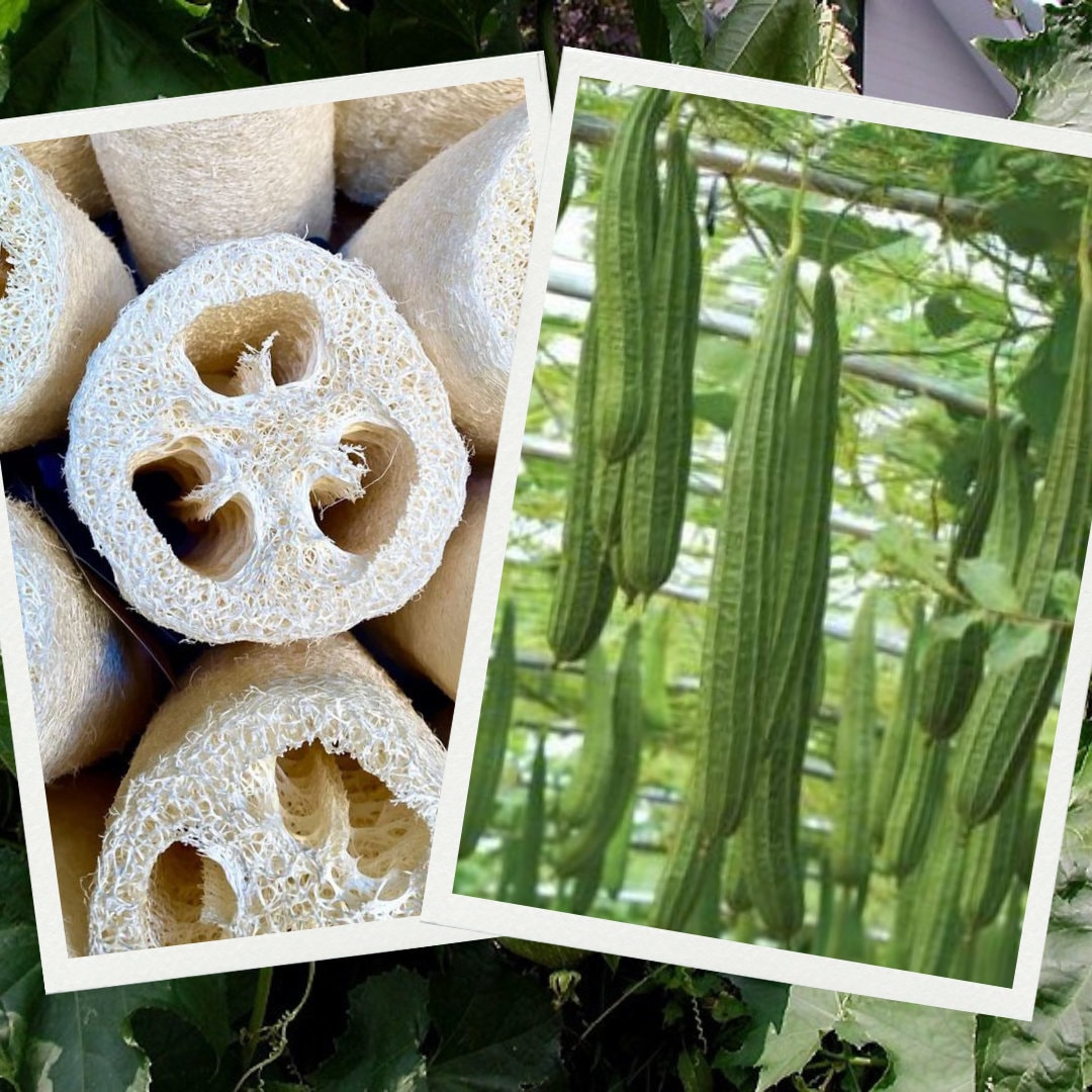 Luffa Vine, Sponge Gourd, Loofah Plant luffa Cylindrica Grow Your Own ...