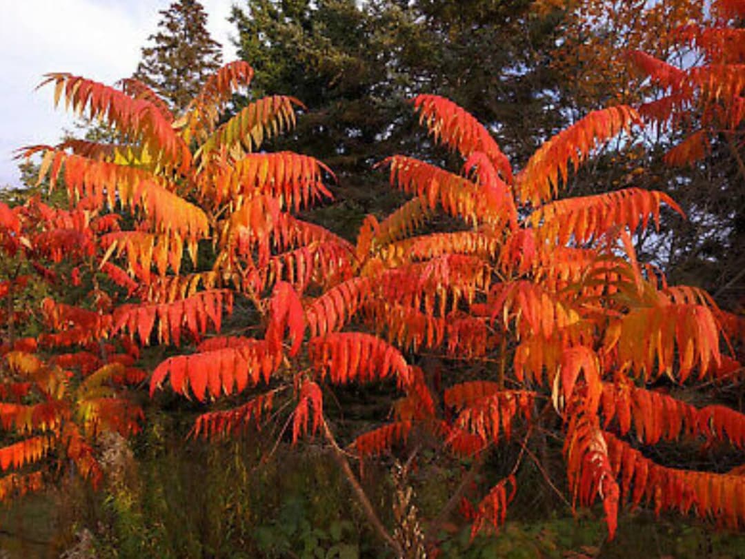 Staghorn Sumac (rus Typhina) Really Pretty Fall Foliage, Hardy Native ...