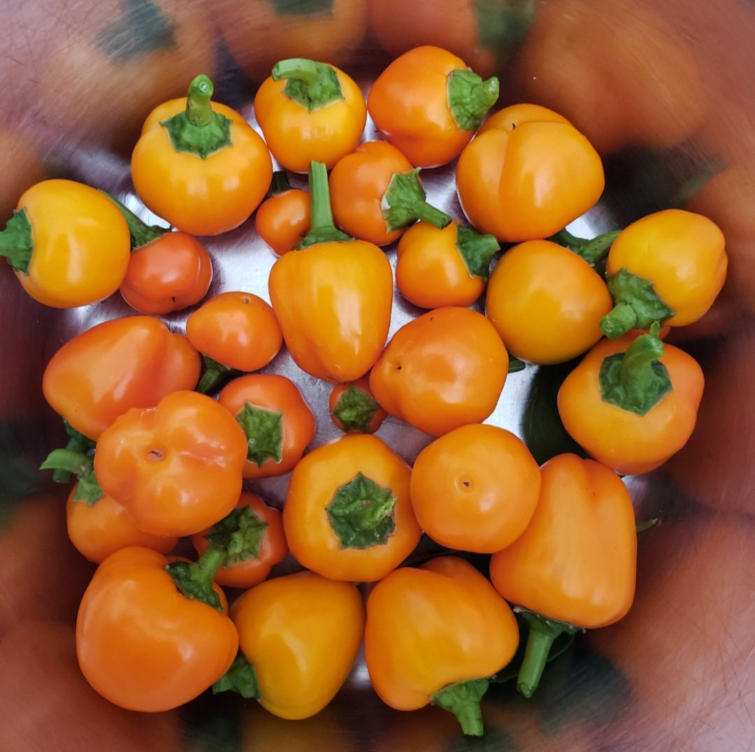 Graines de mini poivron orange, 40–60 cm/16–24" de haut (capsicum ...