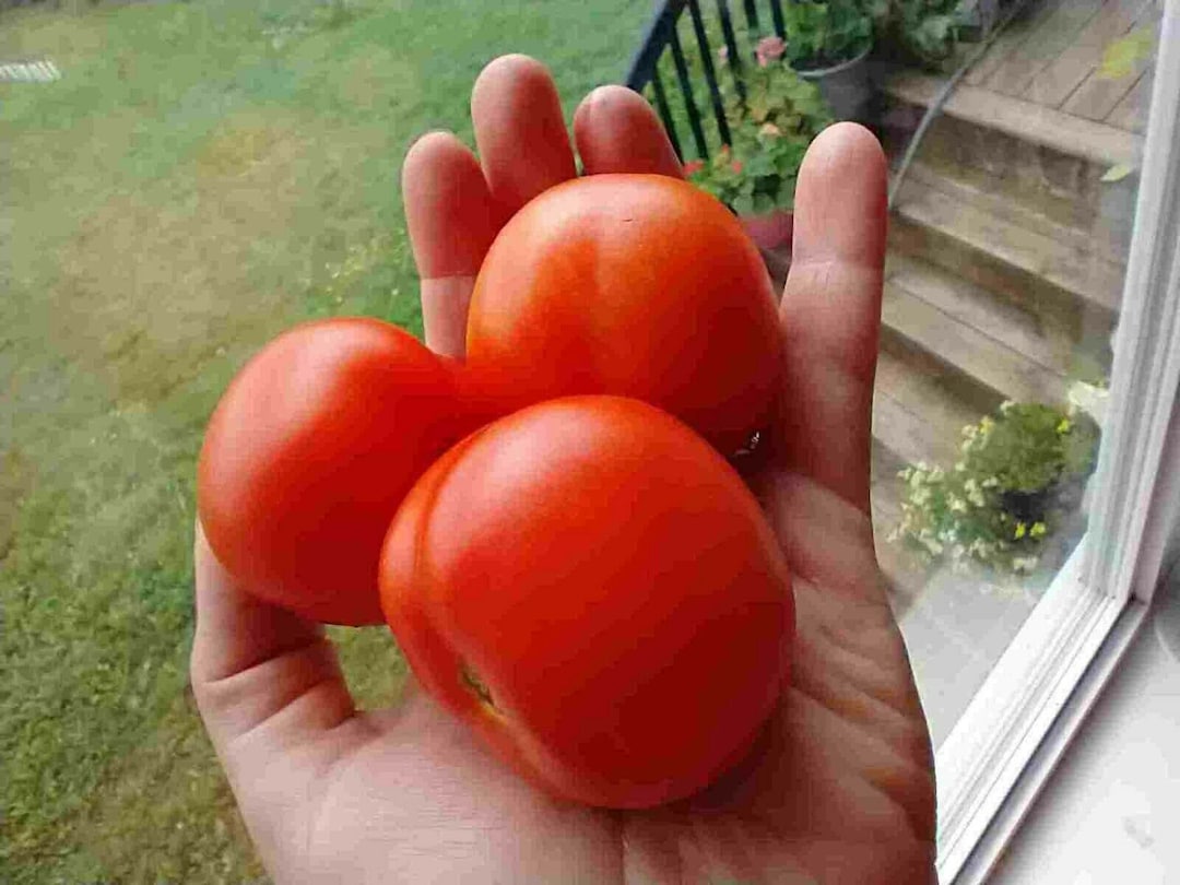 Alaska Fancy Tomato Seeds (solanum Lyc.) - Etsy Canada