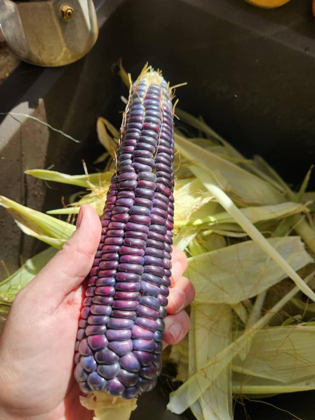 Blue Hopi Corn Seeds (zea Mays) Heirloom Iridescent Royal Blue Popcorn ...