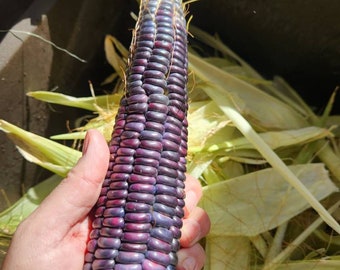 Otto File Orange Polenta Italian Heirloom Flint Corn Eight Row - Etsy