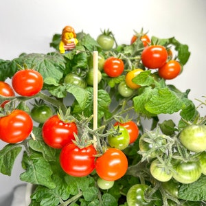 Little Red Riding Hood Micro Dwarf Tomato Seeds, 20cm/8 Tall solanum ...