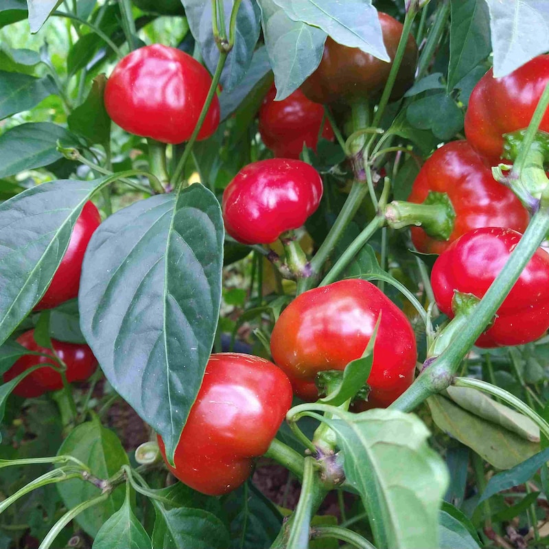 Pimento Pepper Plant - Etsy