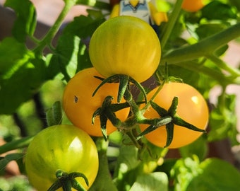 Jochalos Micro Dwarf Tomato Seeds - Etsy