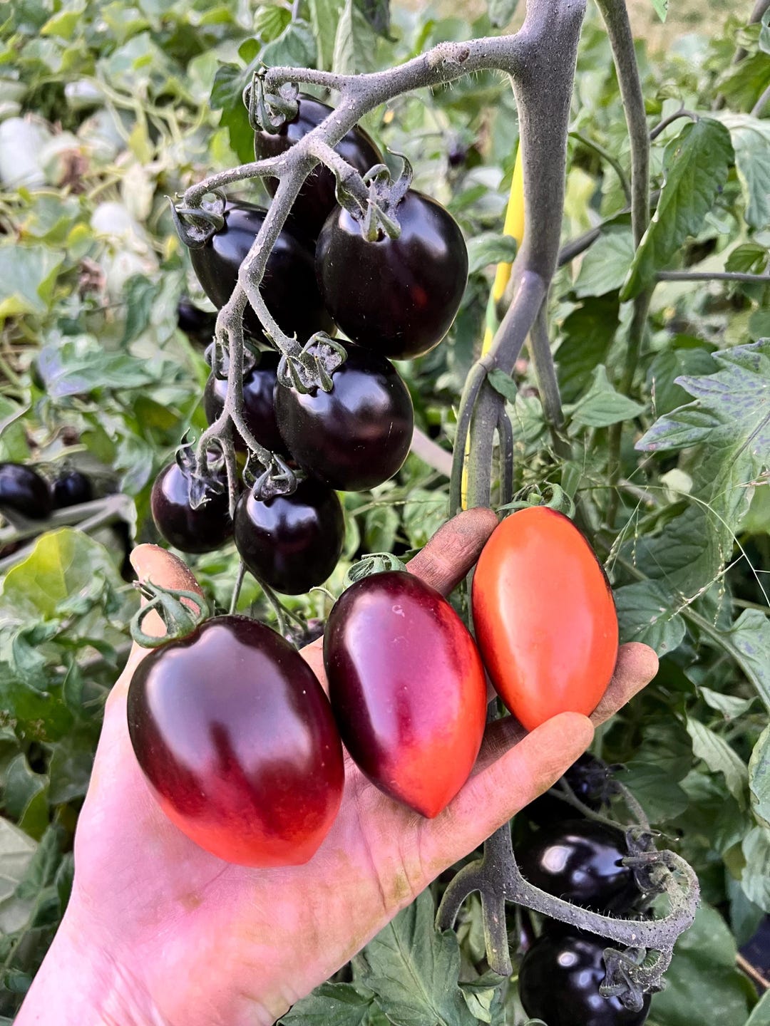 Nasiona pomidora Midnight Roma, 90–120 cm/36–48" wysokości (Solanum ...