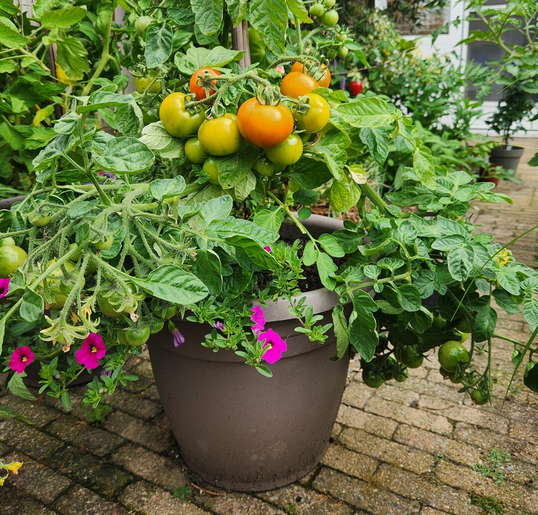 Balkonnoye Chudo Micro Dwarf Tomato, 20-30cm/8-12" Tall (solanum Lyc ...