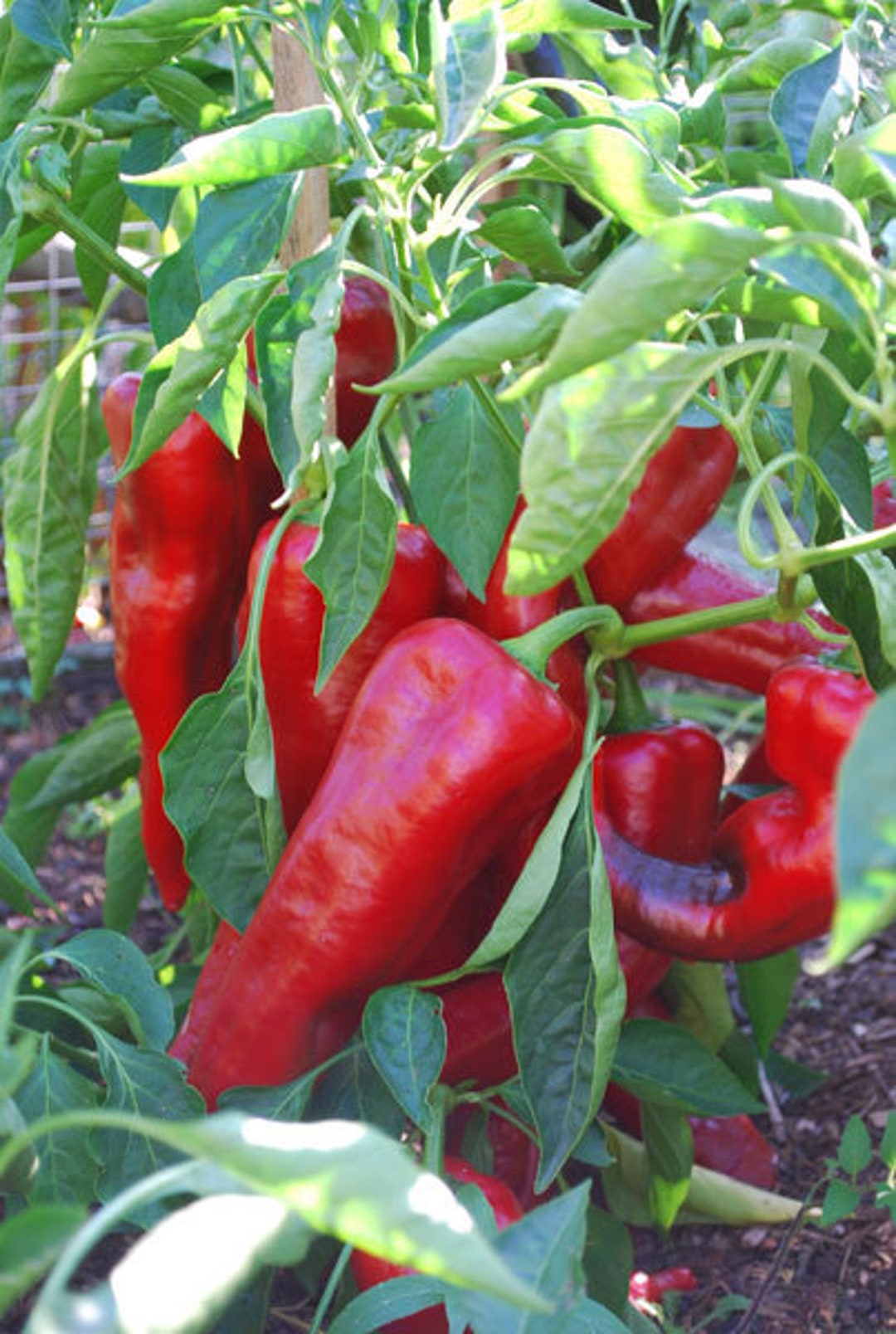 Lipstick Pepper Seeds (capsicum Annuum) Red Sweet Pepper - Etsy Canada