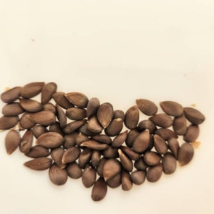 Red Delicious Apple Seeds (malus Pumila) for Seedling Rootstock/food ...