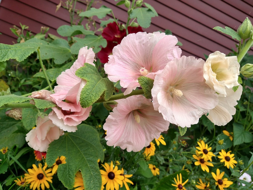 Audrey's Hollyhocks alcea Rosa Cottage Garden / Tall Perennial Flower ...