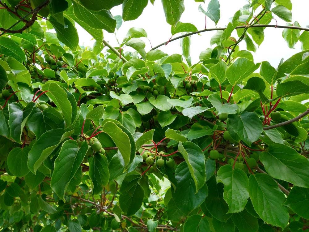Hardy Kiwi Seeds actinidia Arguta Kiwi Vine Kiwi Fruit for - Etsy