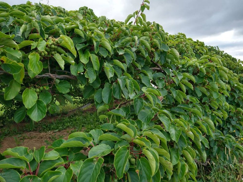 Hardy Kiwi Seeds actinidia Arguta Kiwi Vine Kiwi Fruit for - Etsy