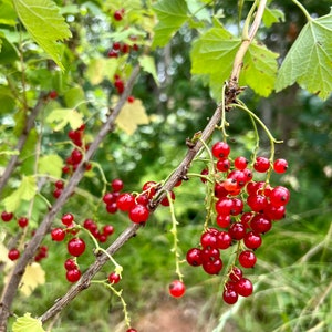 Red Currant Seeds (ribes Rubrum), Red Lake Currant Seeds, Currant Shrub ...