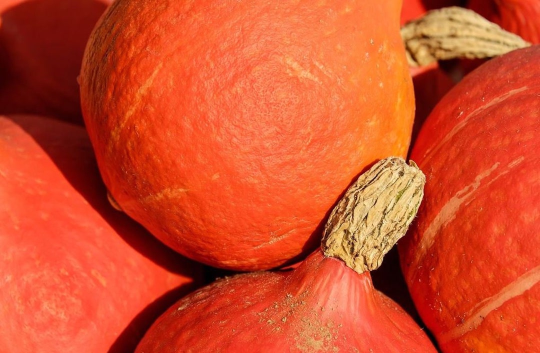 Red Kuri Hokkaido Squash c. Maxima Hubbard Squash, Hokkaido Pumpkin ...