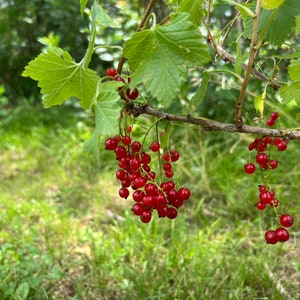 Red Currant Seeds (ribes Rubrum), Red Lake Currant Seeds, Currant Shrub ...