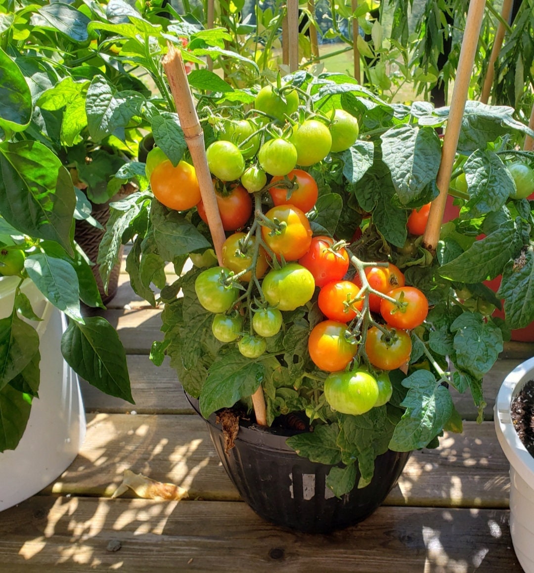 Tiny Tim Micro Dwarf Tomato, Heirloom, 20–30cm/8–12" Tall (solanum ...