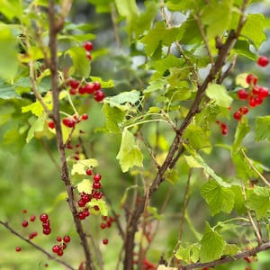 Red Currant Seeds (ribes Rubrum), Red Lake Currant Seeds, Currant Shrub ...