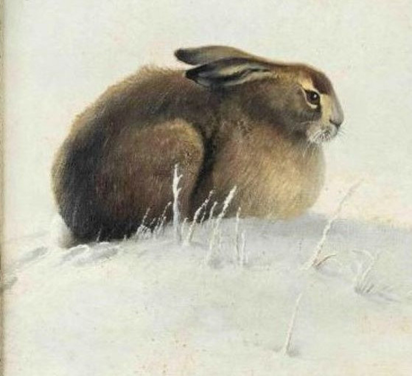 2 Hares in the Snow", Rabbit Print, Bunny Rabbits, Landscapes, Snowy ...