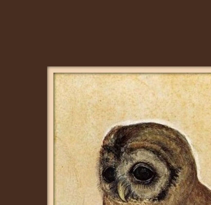 Owl Art Print by Albrecht Durer "the Little Owl" Ca 1508, Owl Decor ...