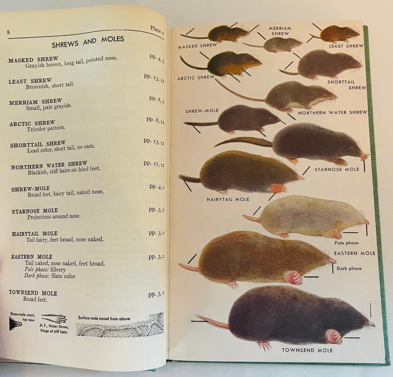 Peterson Field Guide to the Mammals Vintage Hardback - Etsy