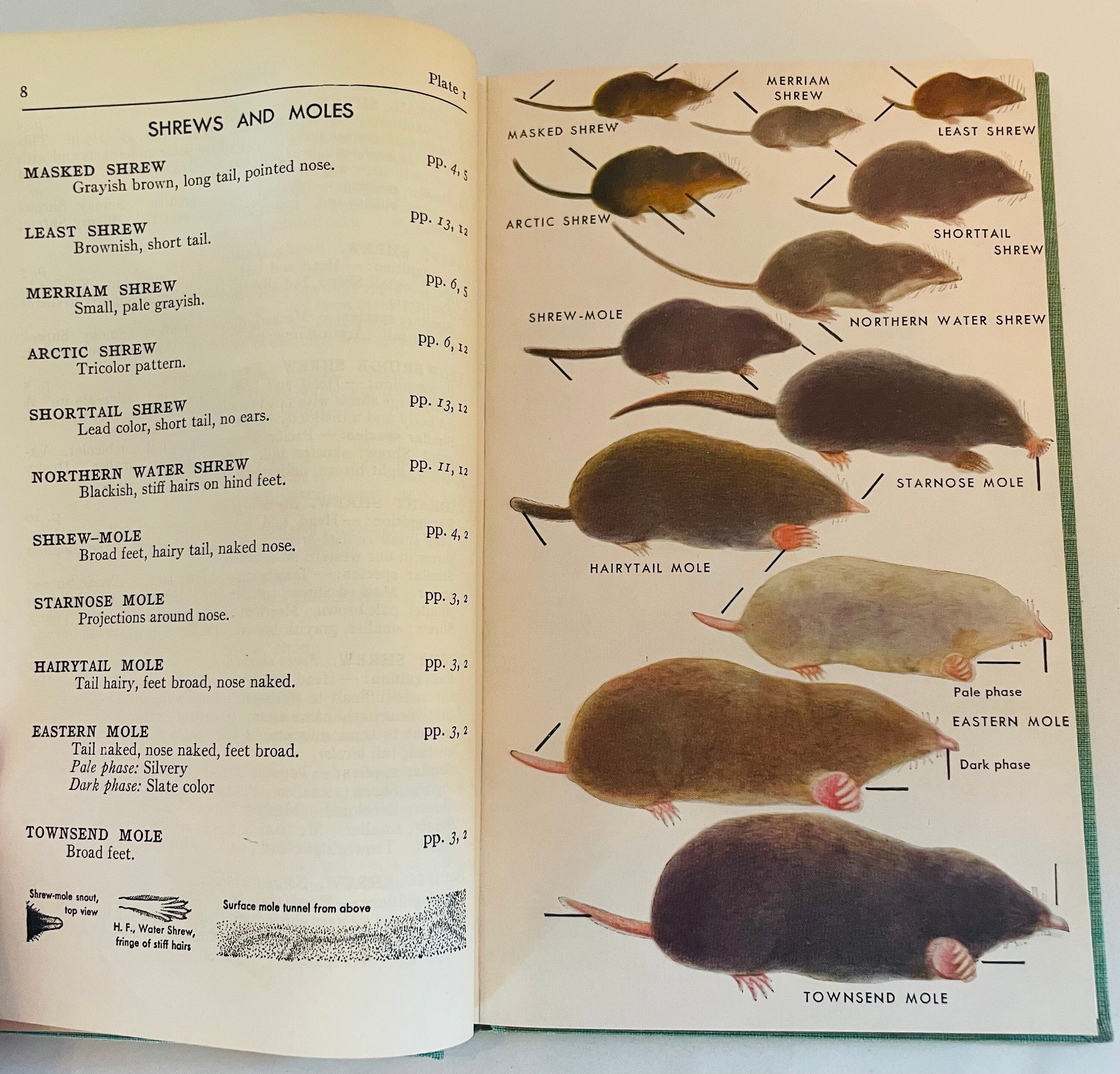 Peterson Field Guide to the Mammals Vintage Hardback - Etsy