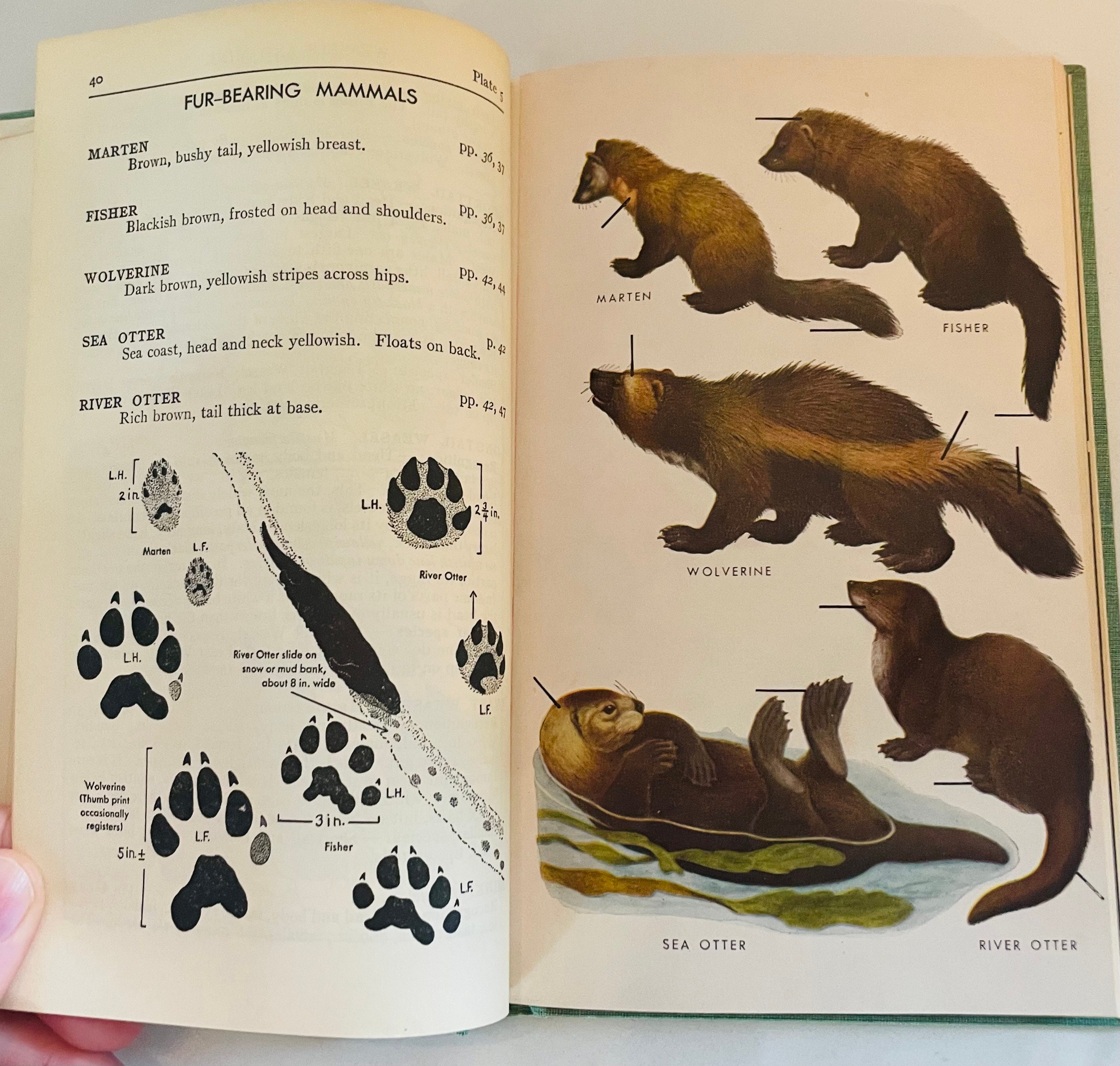 Peterson Field Guide to the Mammals Vintage Hardback - Etsy