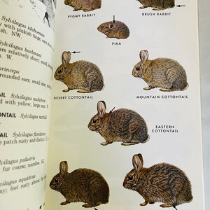A Field Guide to the Mammals - the Peterson Field Guide Series - Etsy