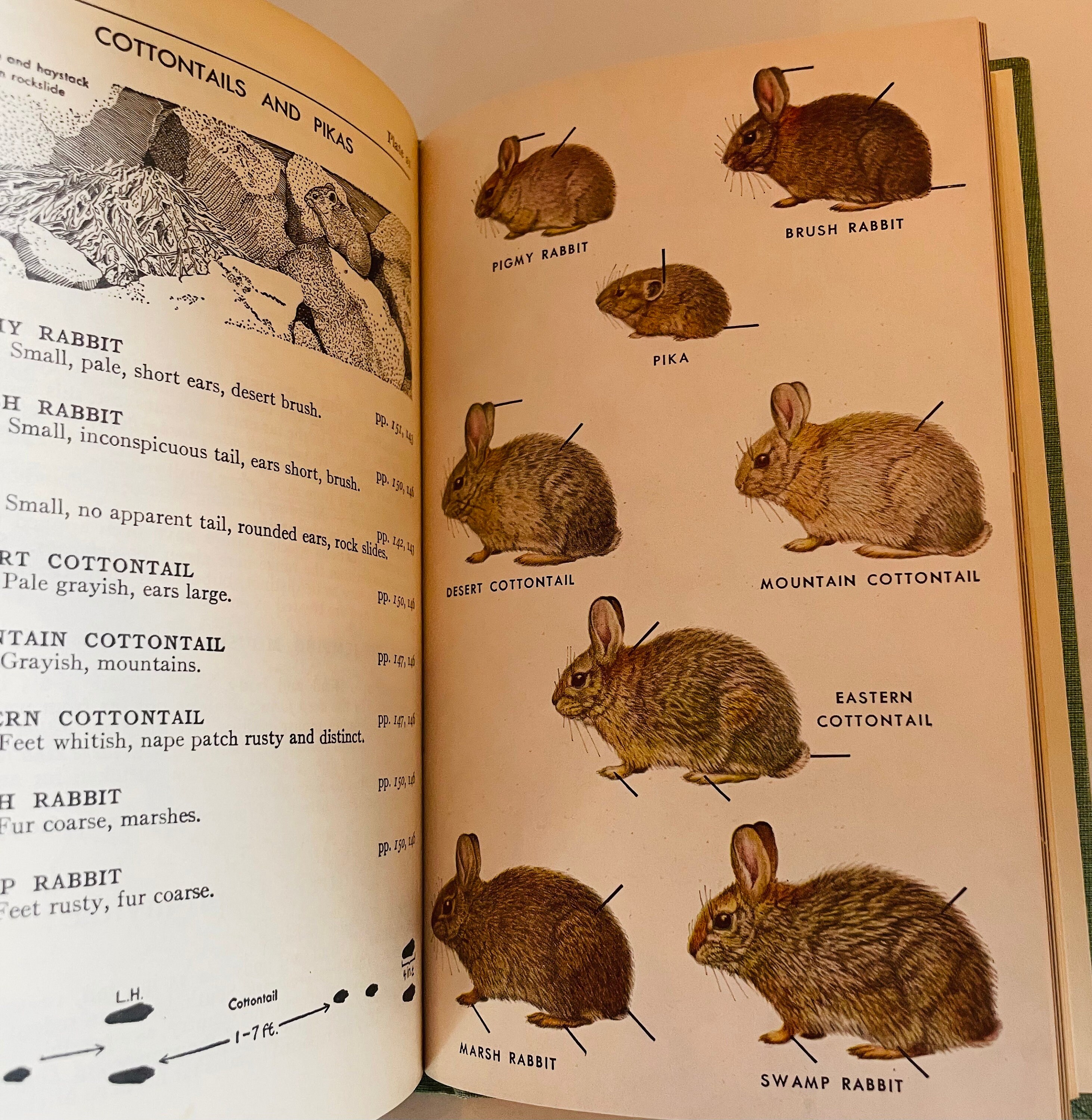 Peterson Field Guide to the Mammals Vintage Hardback - Etsy