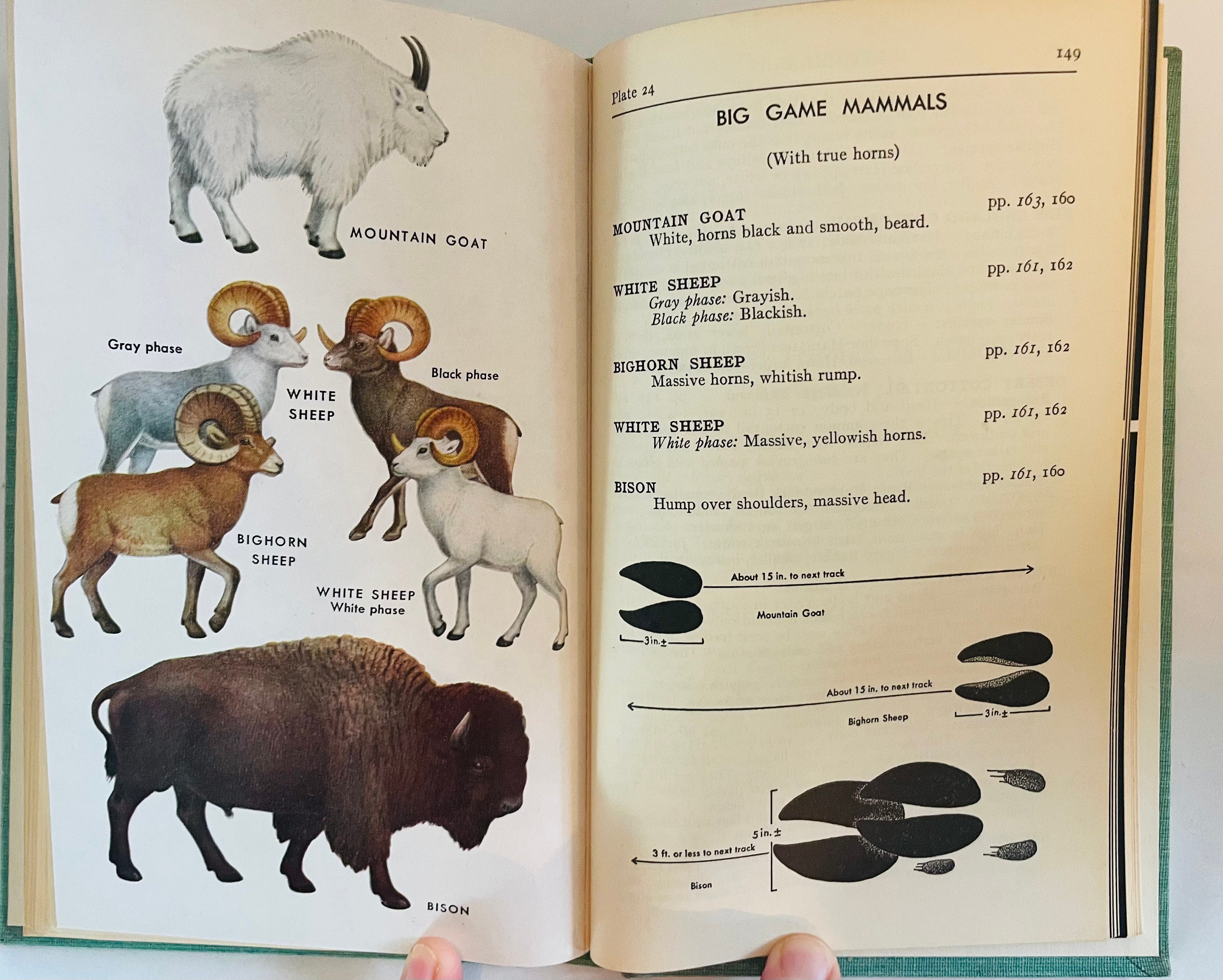 Peterson Field Guide to the Mammals Vintage Hardback - Etsy