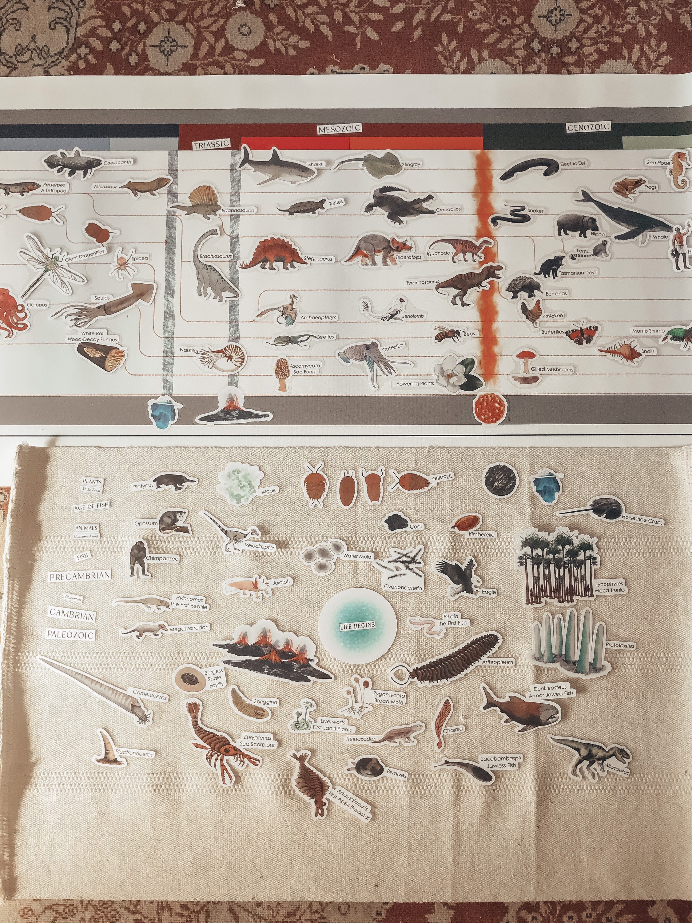 Printable Mute Timeline of Life With Decals Montessori - Etsy Canada